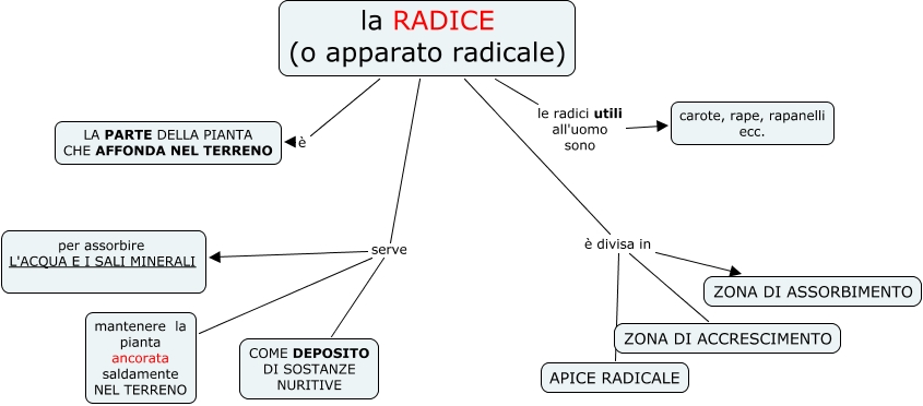SCIENZE la radice - Mappa Concettuale